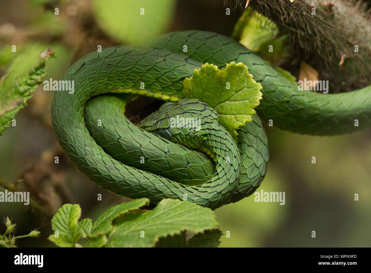 Forest viper hi-res stock photography and images - Alamy