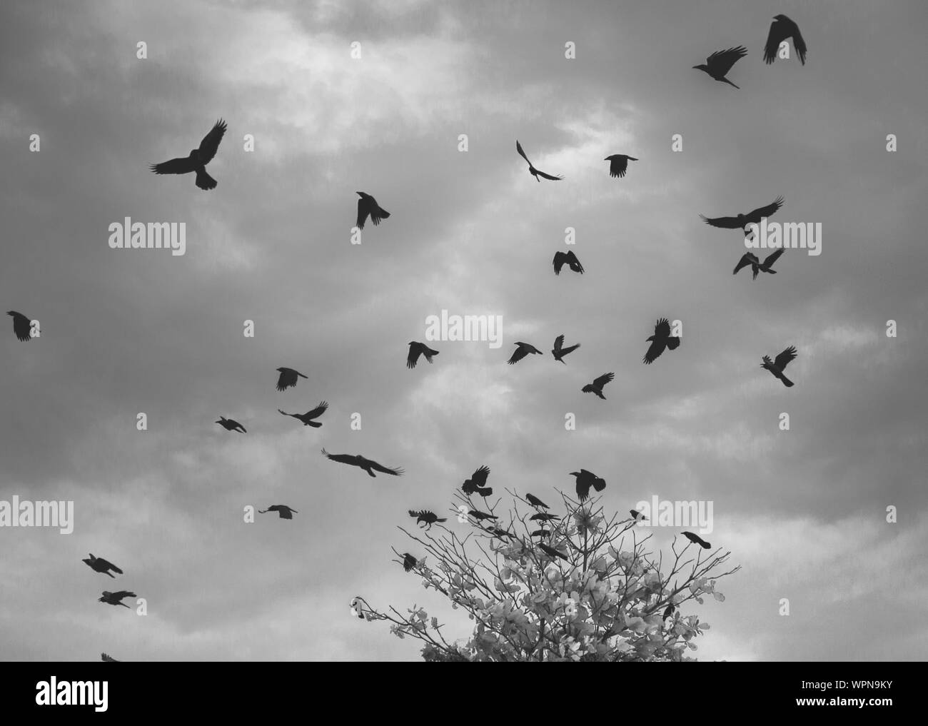 Crows in silhouette Black and White Stock Photos & Images - Alamy