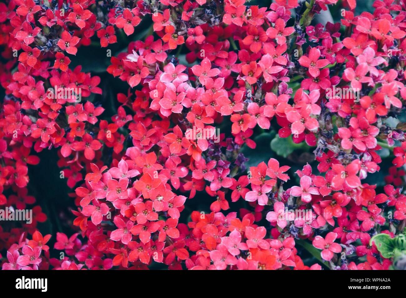 Pink and red backgrounds hi-res stock photography and images - Alamy