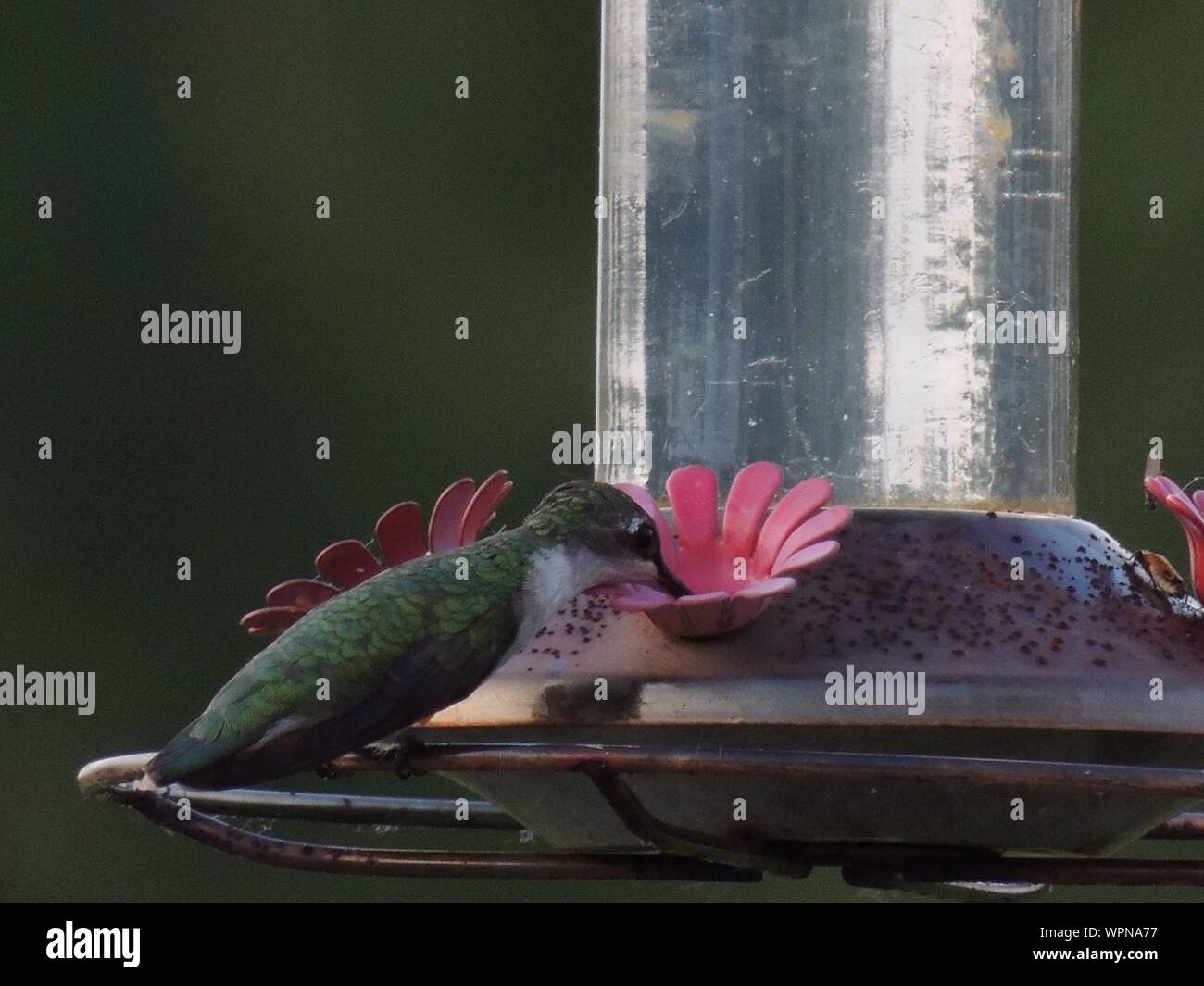 Bird Drinking Water High Resolution Stock Photography and Images - Alamy