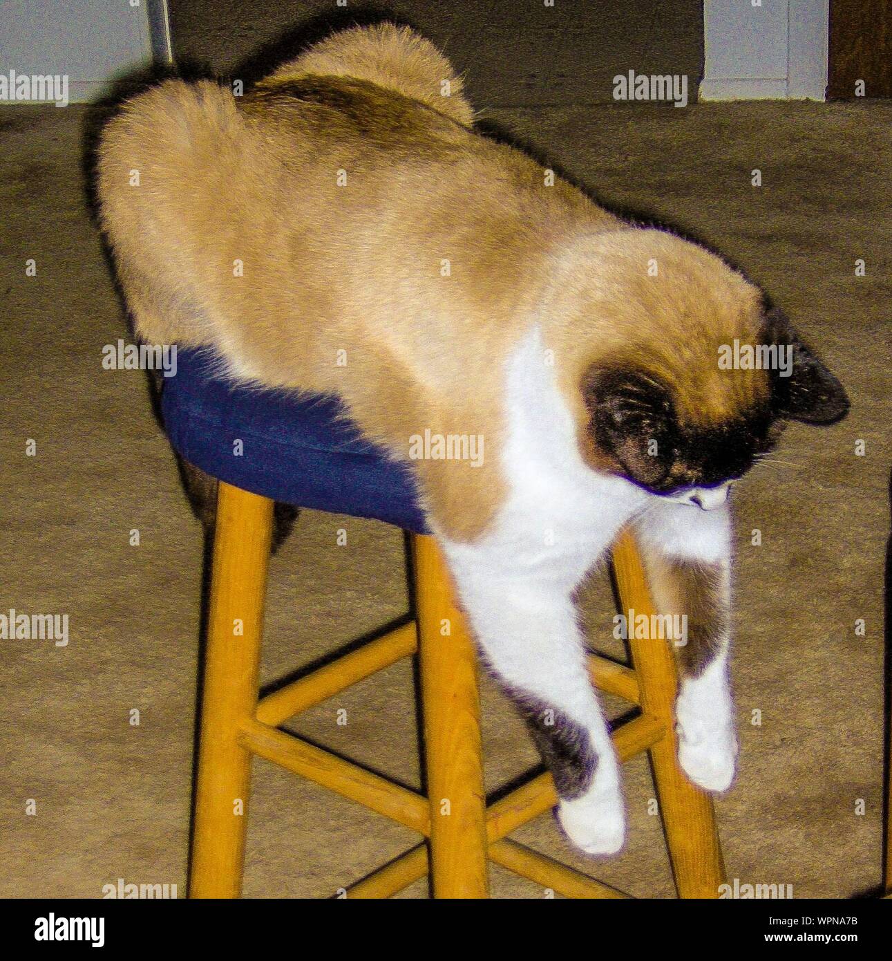Cat on stool hi-res stock photography and images - Alamy