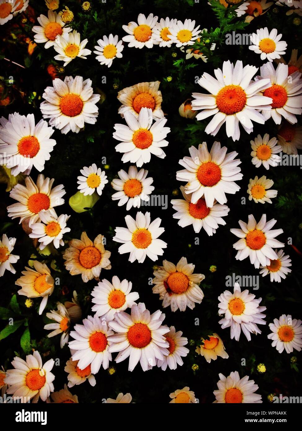 Overhead view of flowers hi-res stock photography and images - Alamy