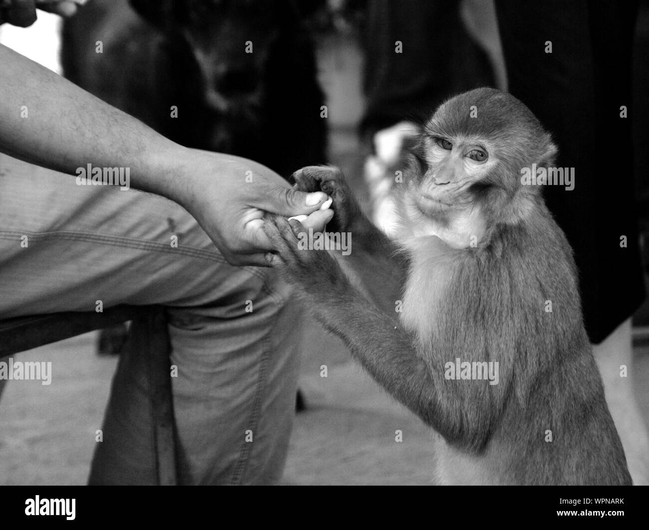 Monkey side view Black and White Stock Photos & Images - Alamy