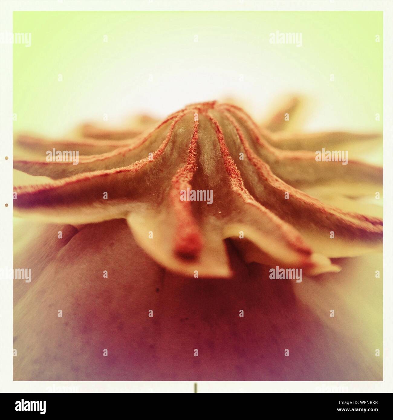 Star fruit cross section hi-res stock photography and images - Alamy