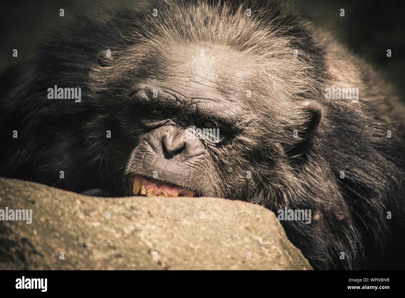 Angry monkey hi-res stock photography and images - Alamy