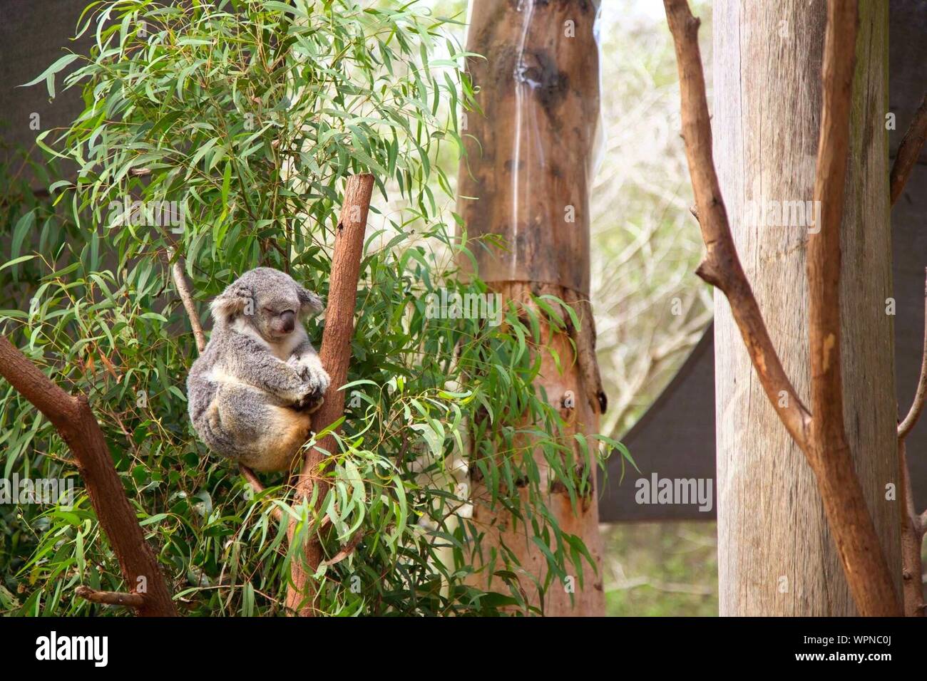 Koala sleeping on branch hi-res stock photography and images - Alamy