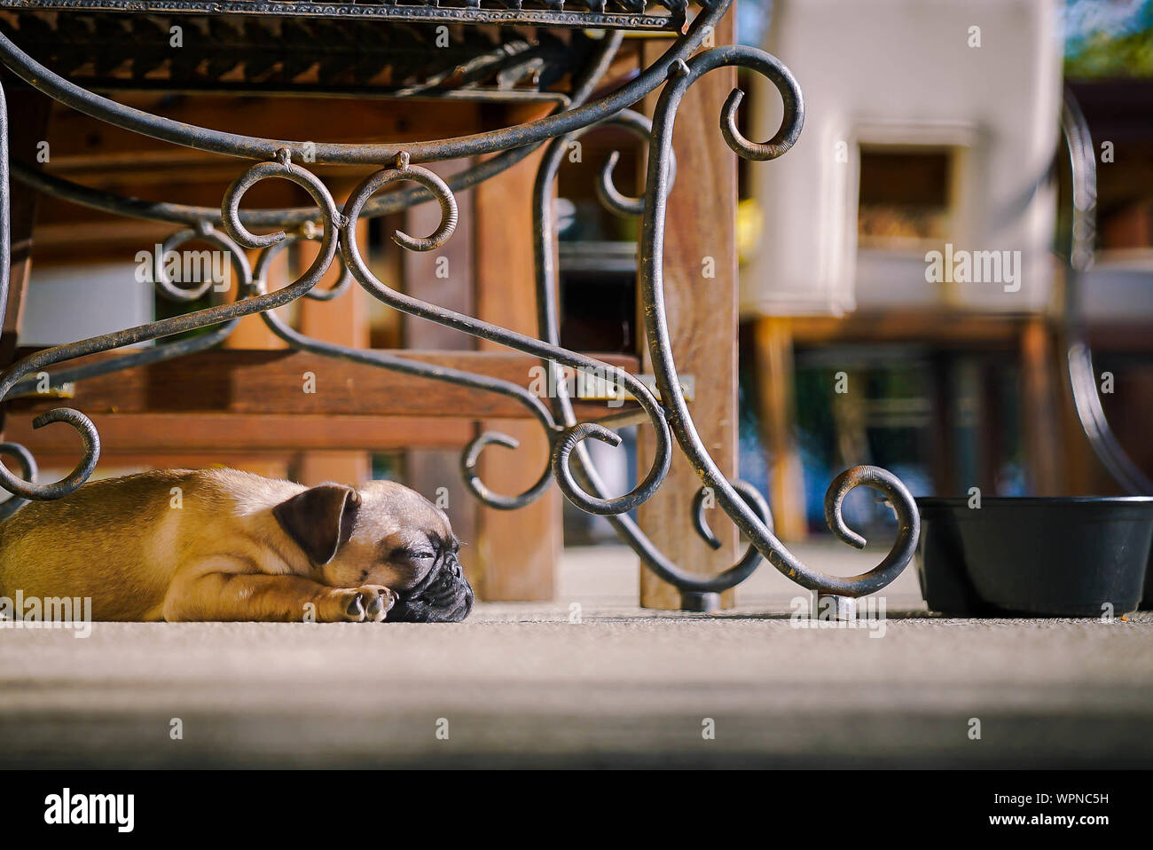 Dog Sleeping On Chair High Resolution Stock Photography and Images - Alamy