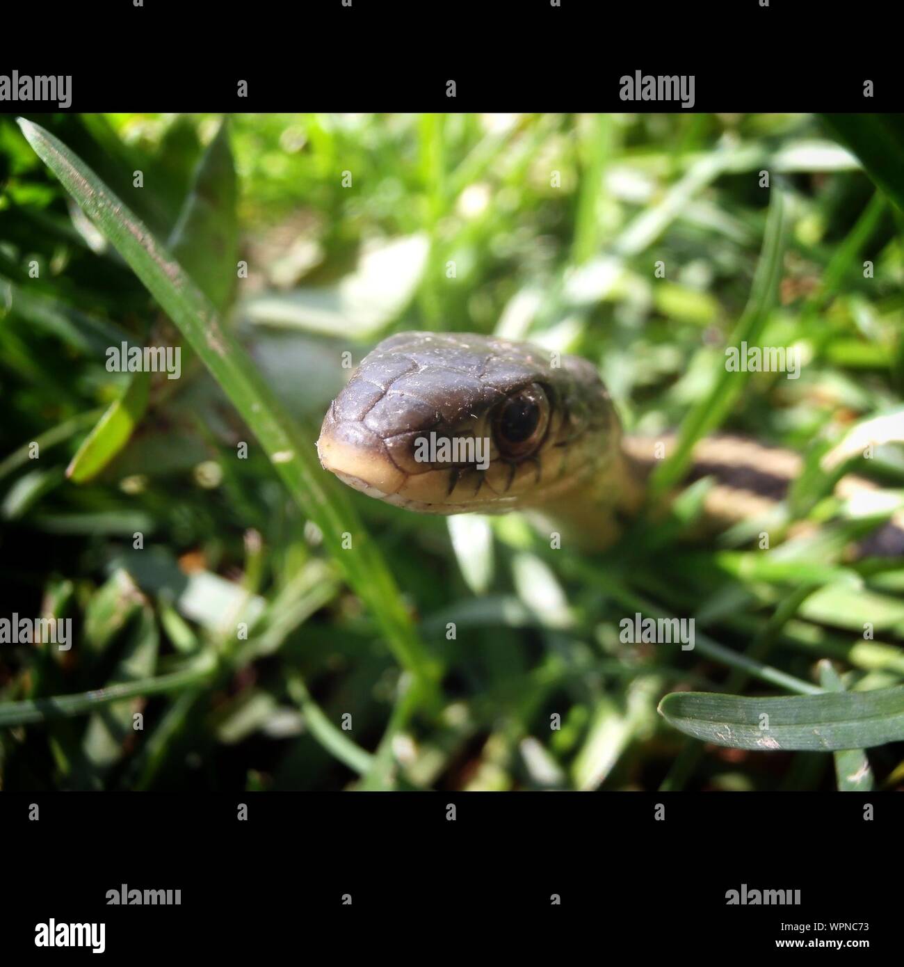 Garden Snake High Resolution Stock Photography and Images - Alamy