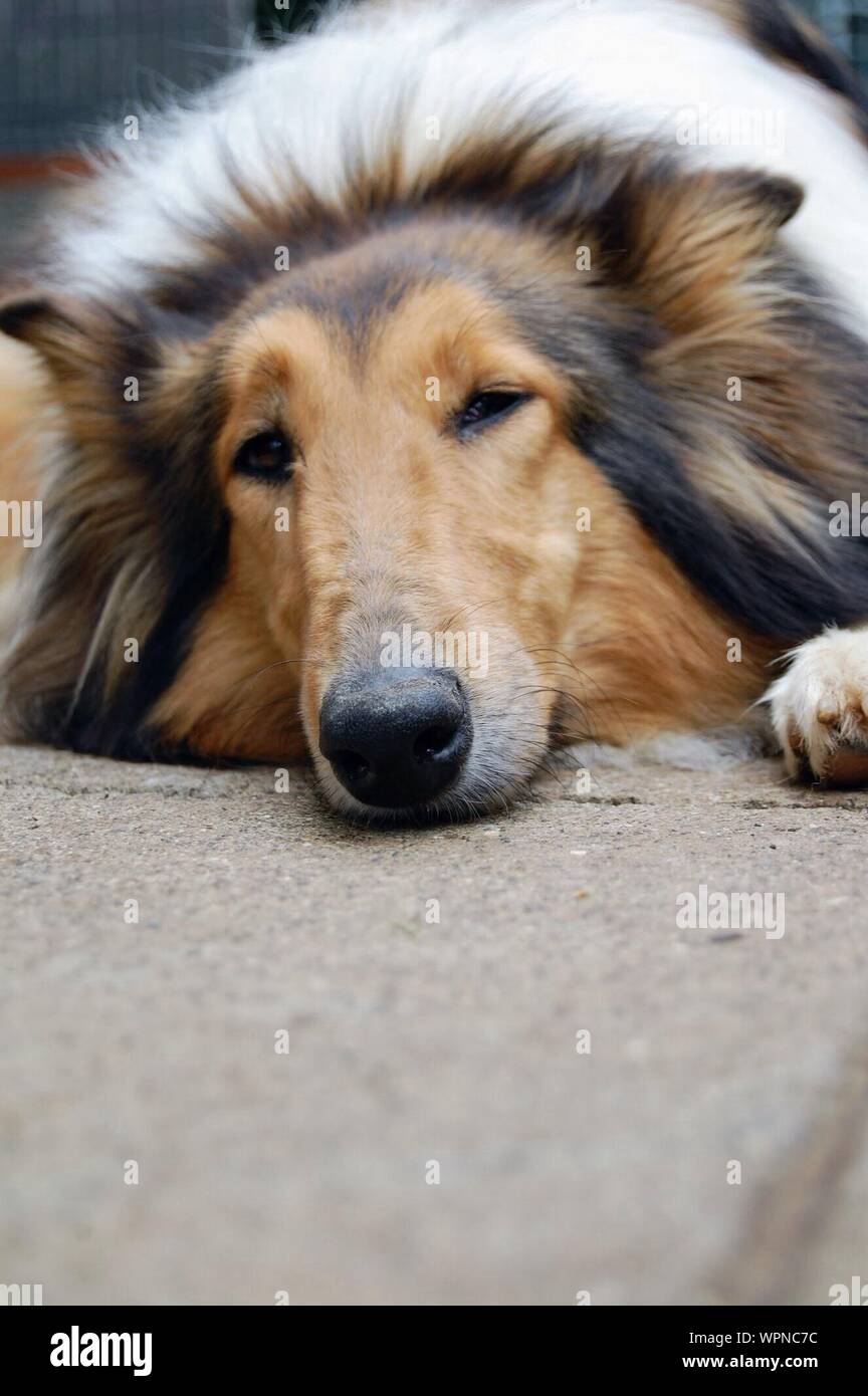 Collie dog lying down hi-res stock photography and images - Alamy