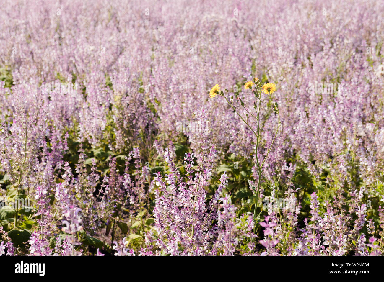 Field of sage hi-res stock photography and images - Alamy