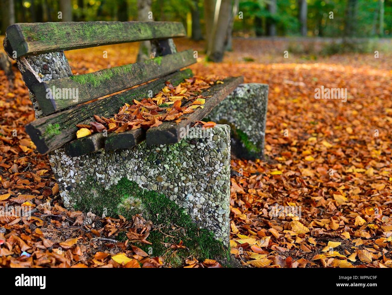 Solid leaves hi-res stock photography and images - Alamy