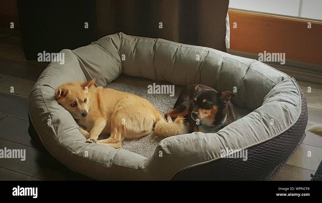 Dog sleeping bed hi-res stock photography and images - Alamy