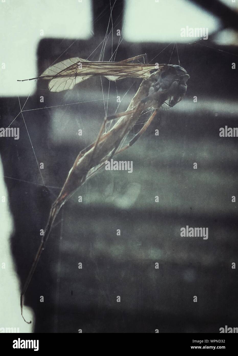 Dead insect body hi-res stock photography and images - Alamy