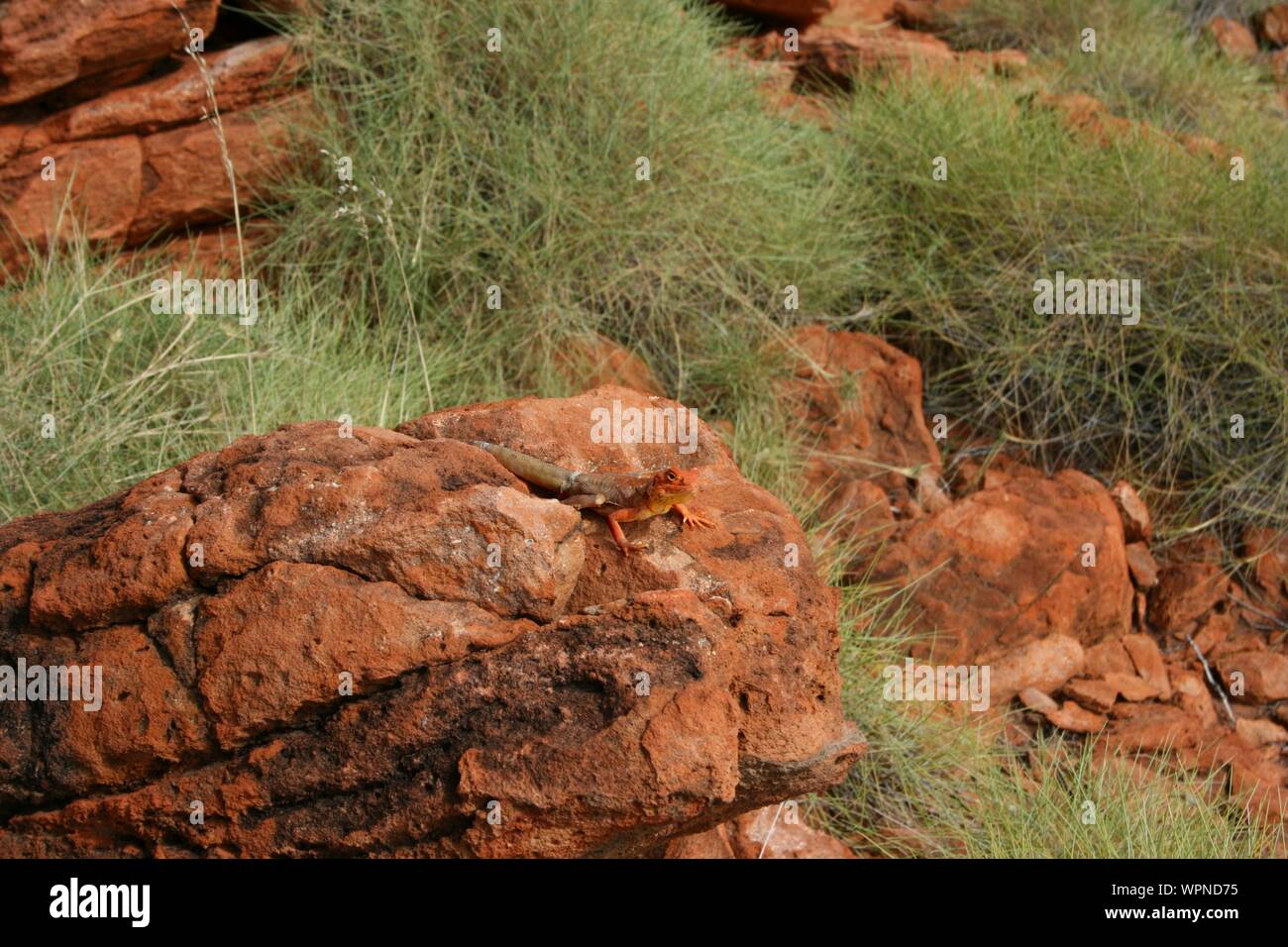 Wolfe Creek Meteorite Crater, Western Australia Stock Photo - Alamy