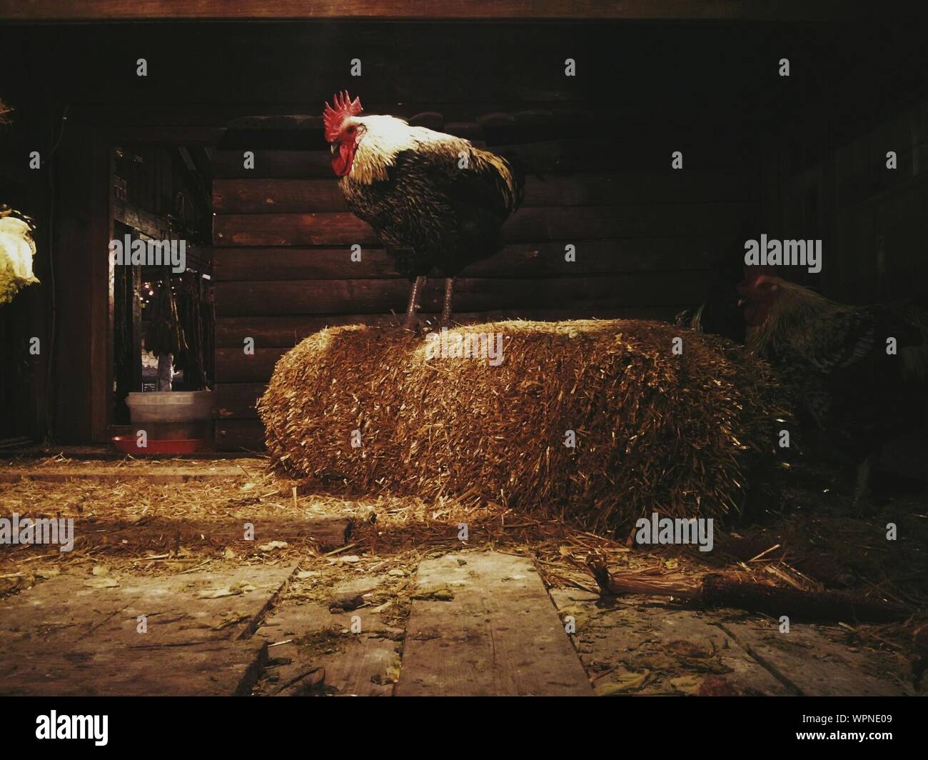 Standing hay bird hi-res stock photography and images - Alamy