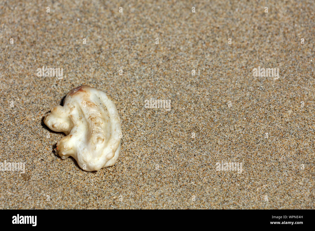Sand beach with shells Stock Photo - Alamy
