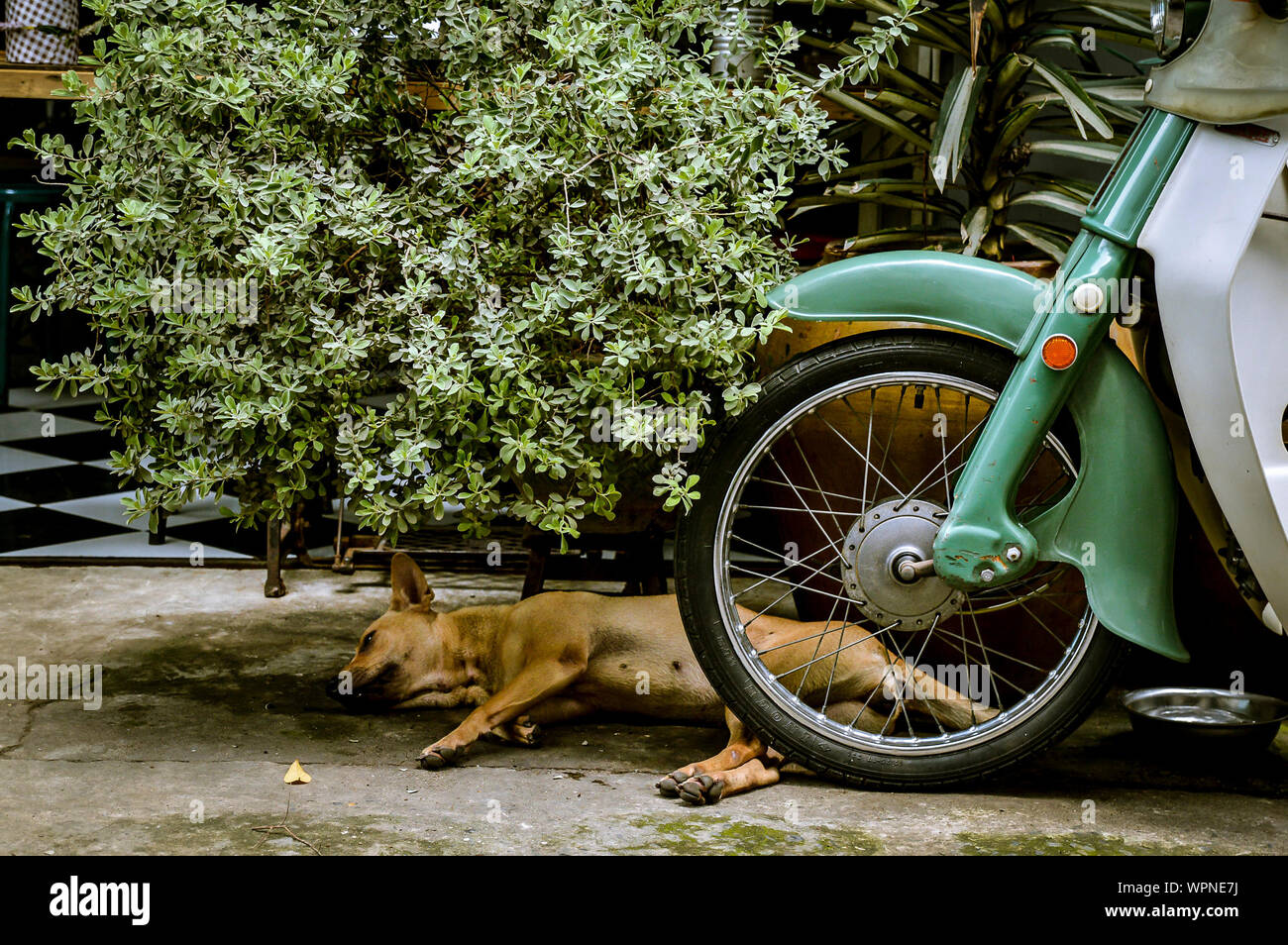 Dog under tree hi-res stock photography and images - Alamy