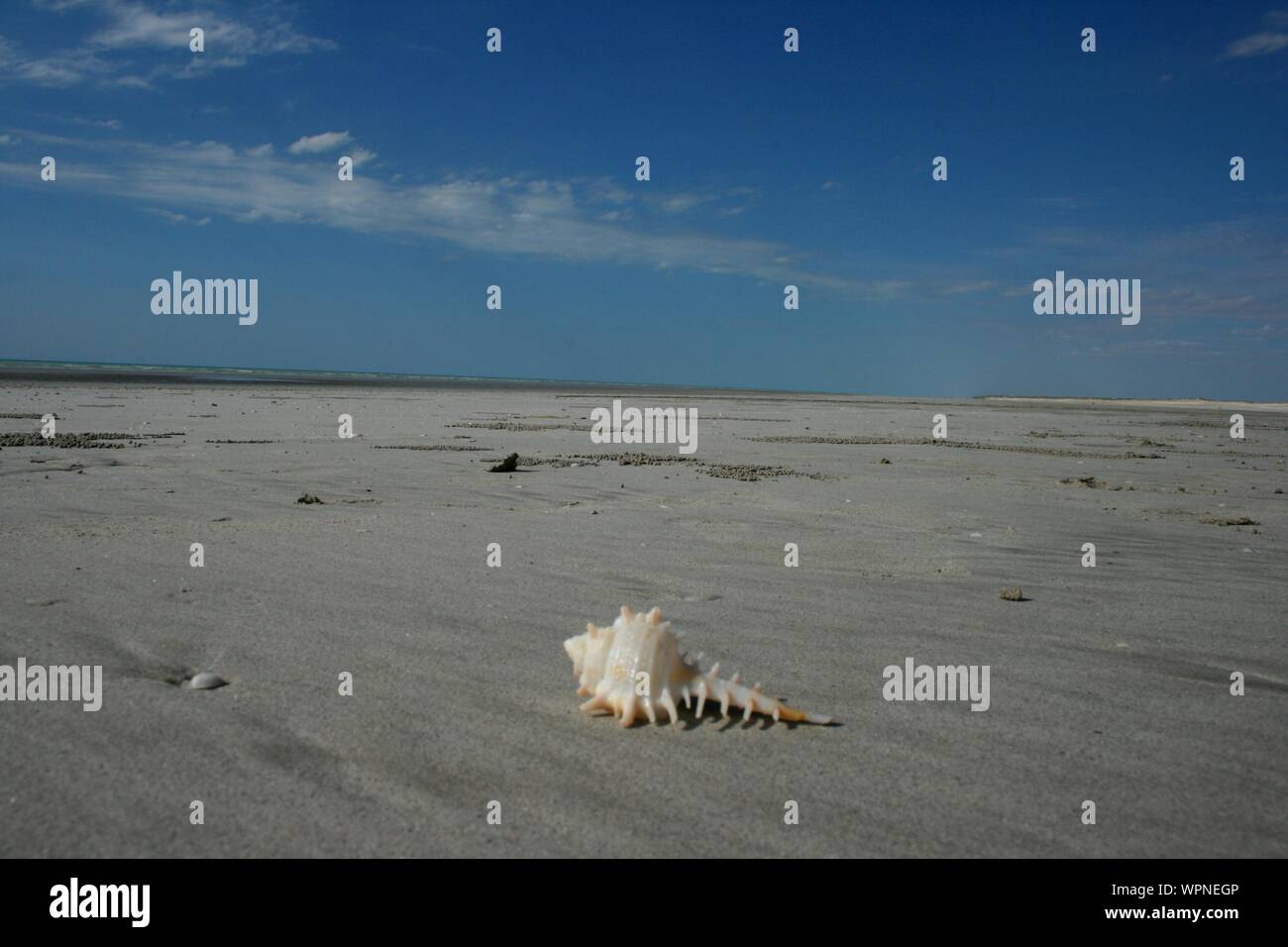 Beautiful Shell on Eighty Mile Beach, Western Australia Stock Photo - Alamy