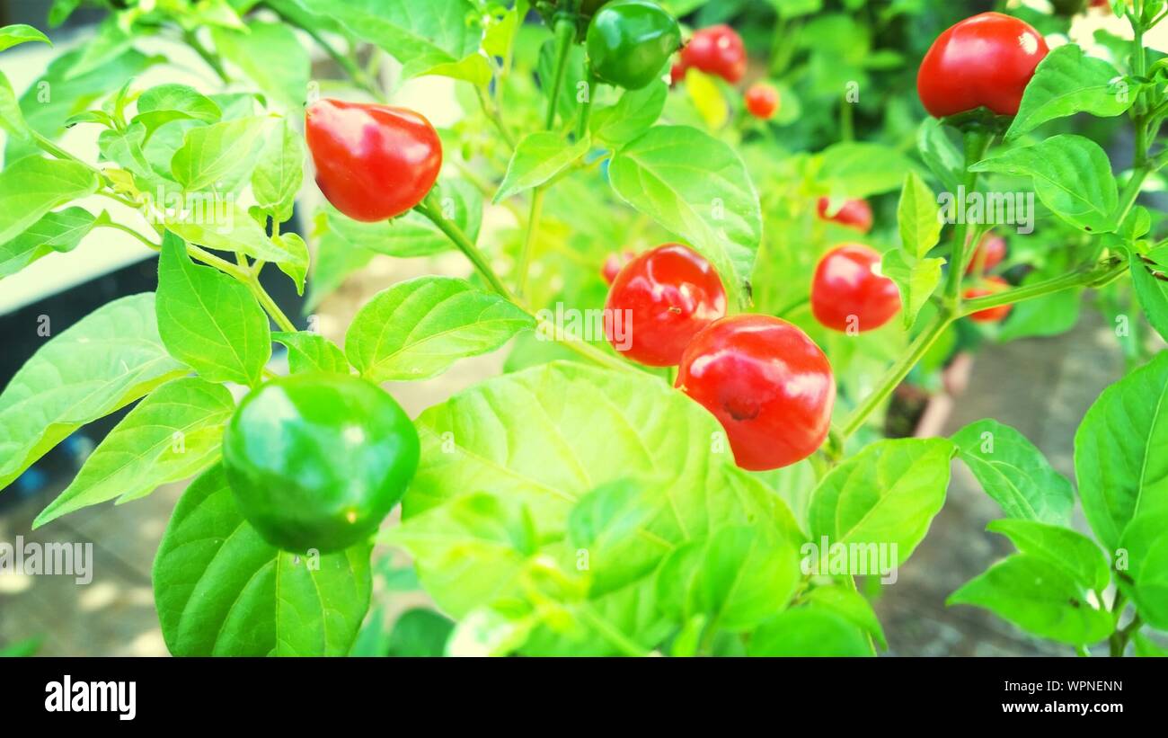 Chilli Plant High Resolution Stock Photography and Images - Alamy