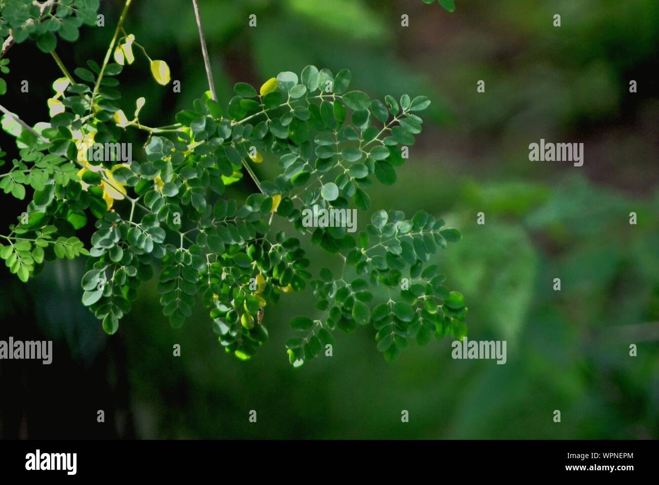 Moringa leaves hi-res stock photography and images - Alamy