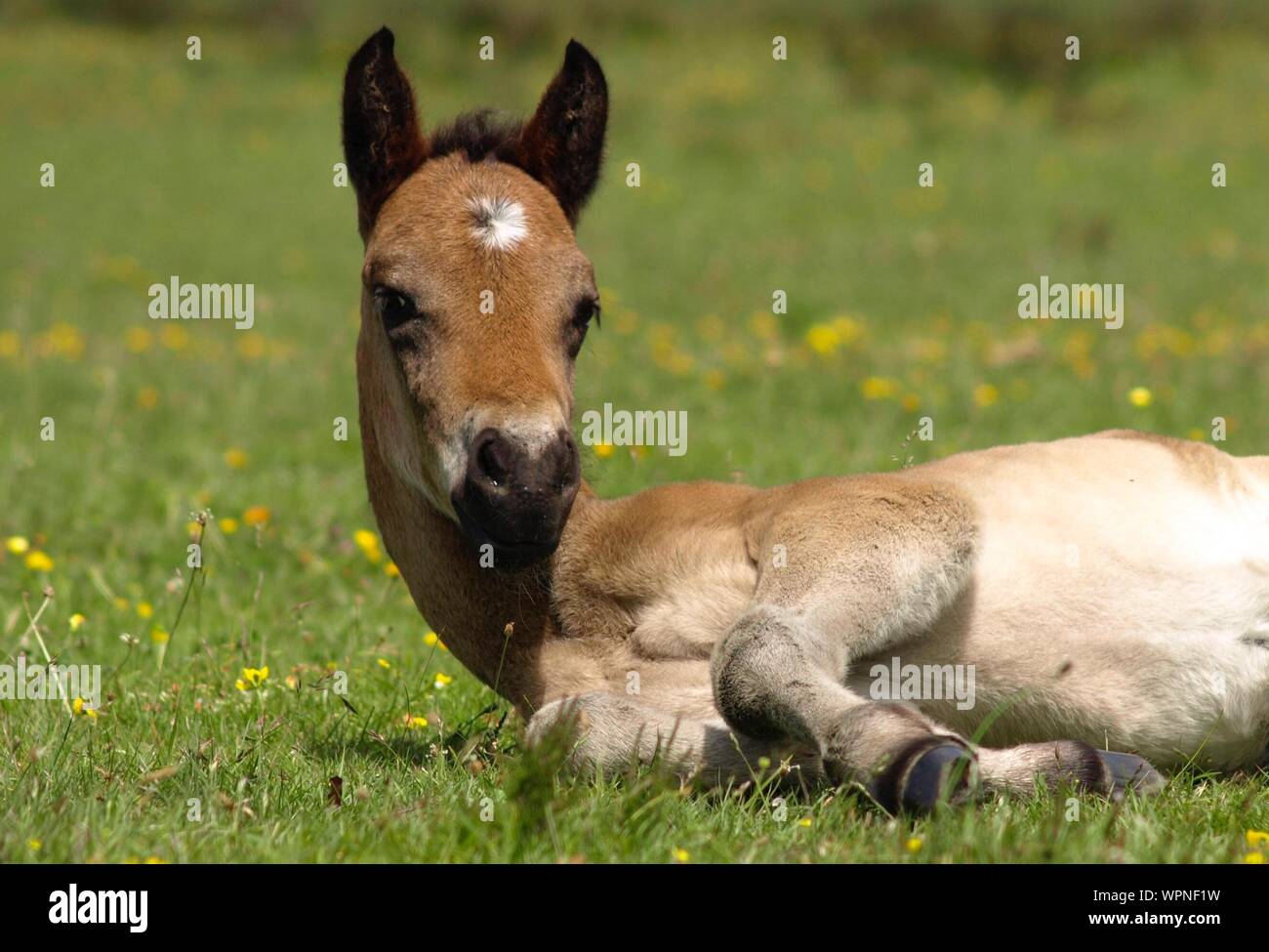Pony and horse hi-res stock photography and images - Alamy