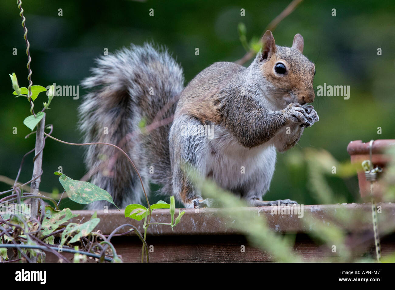 Nibbler hi-res stock photography and images - Alamy