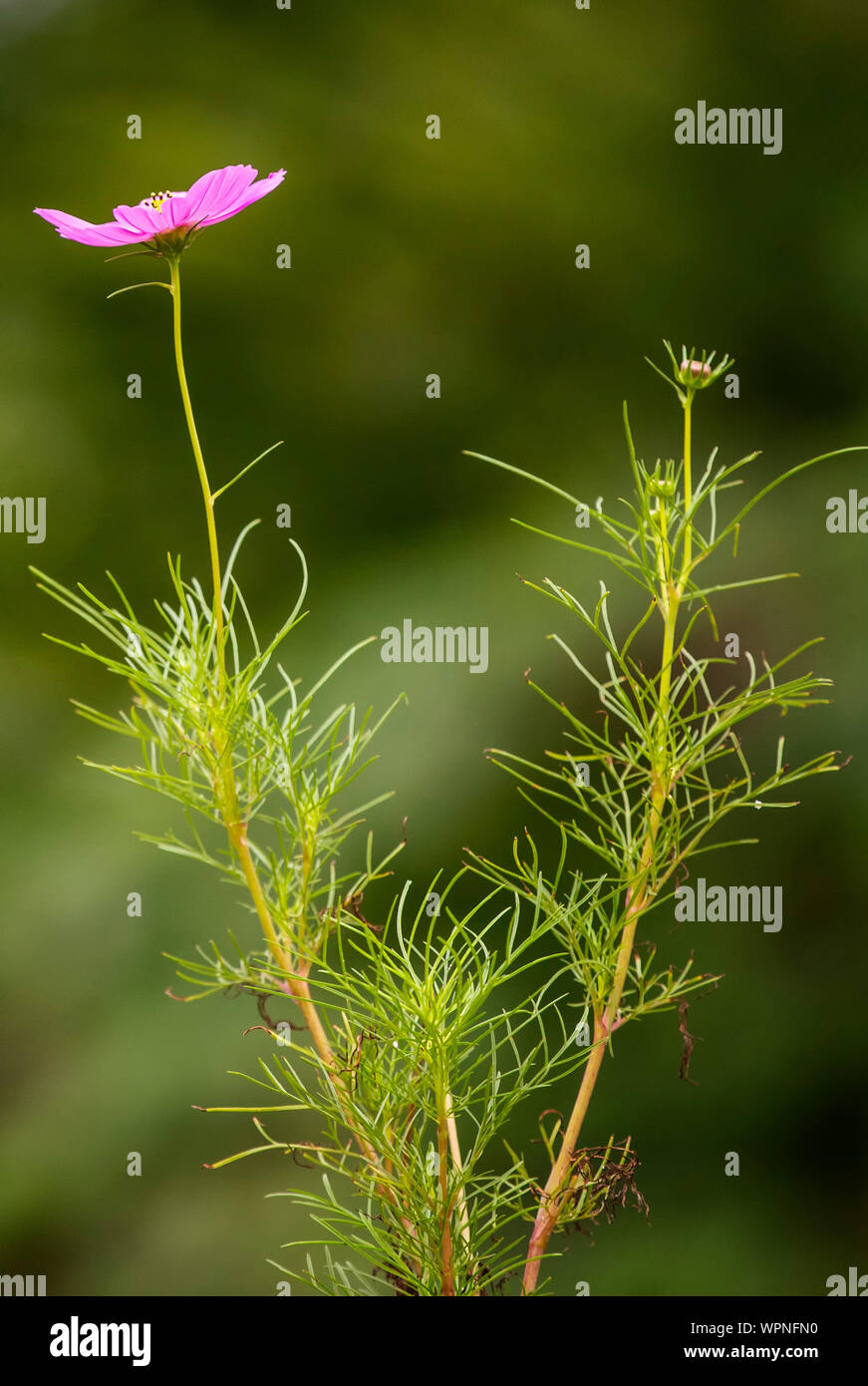 Tall long stem hi-res stock photography and images - Alamy