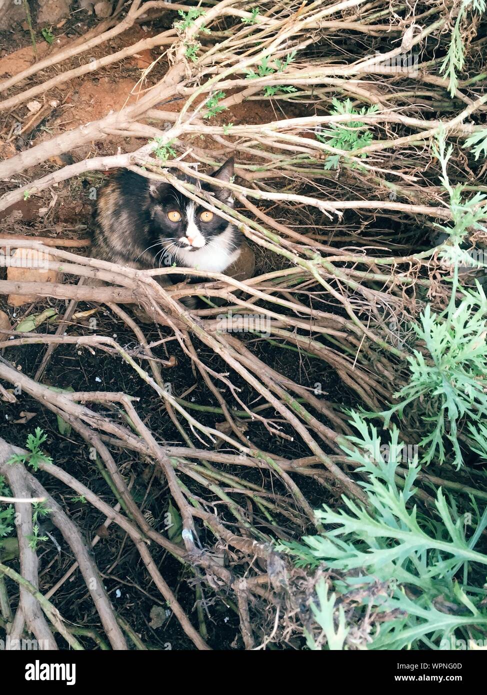 Hiding under leaf hi-res stock photography and images - Alamy