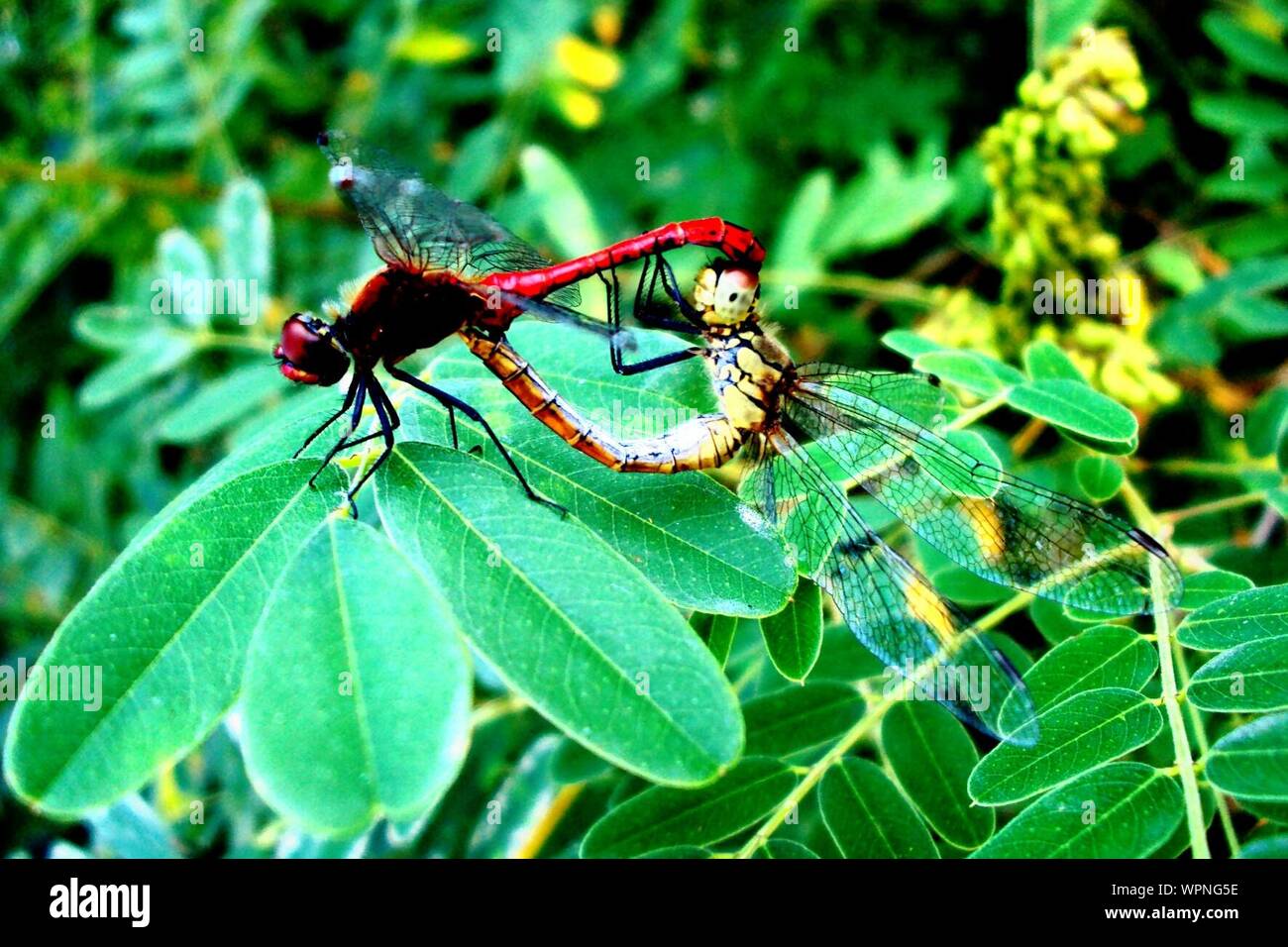 Insects side view hi-res stock photography and images - Alamy