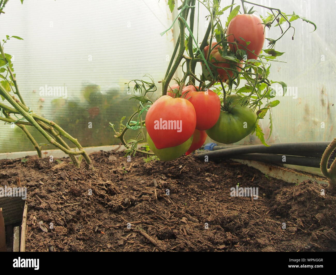 Tomatoes grow on bushes in the greenhouse. Olericulture. Farming ...
