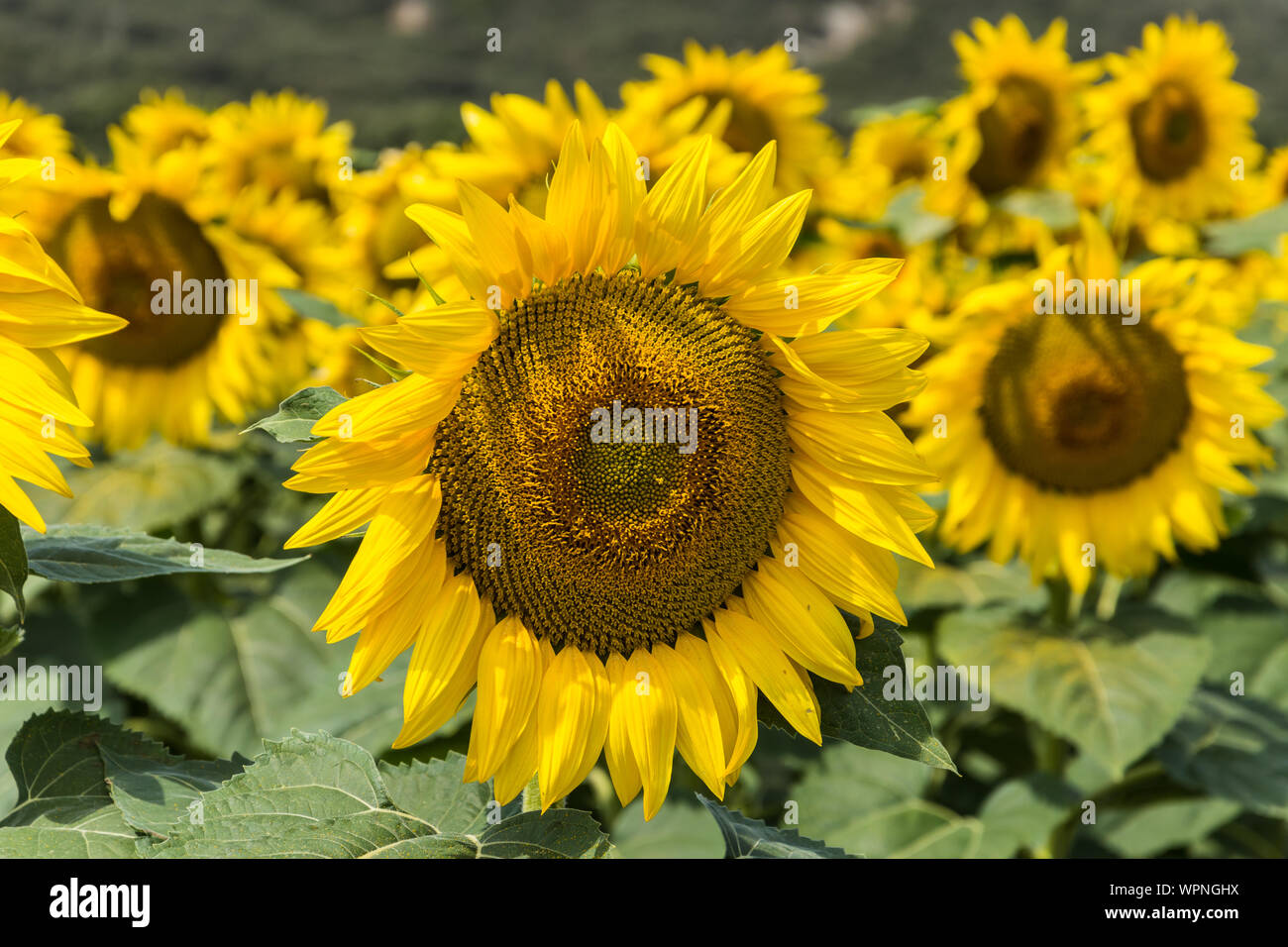 Field of sunflowers spain hi-res stock photography and images - Alamy