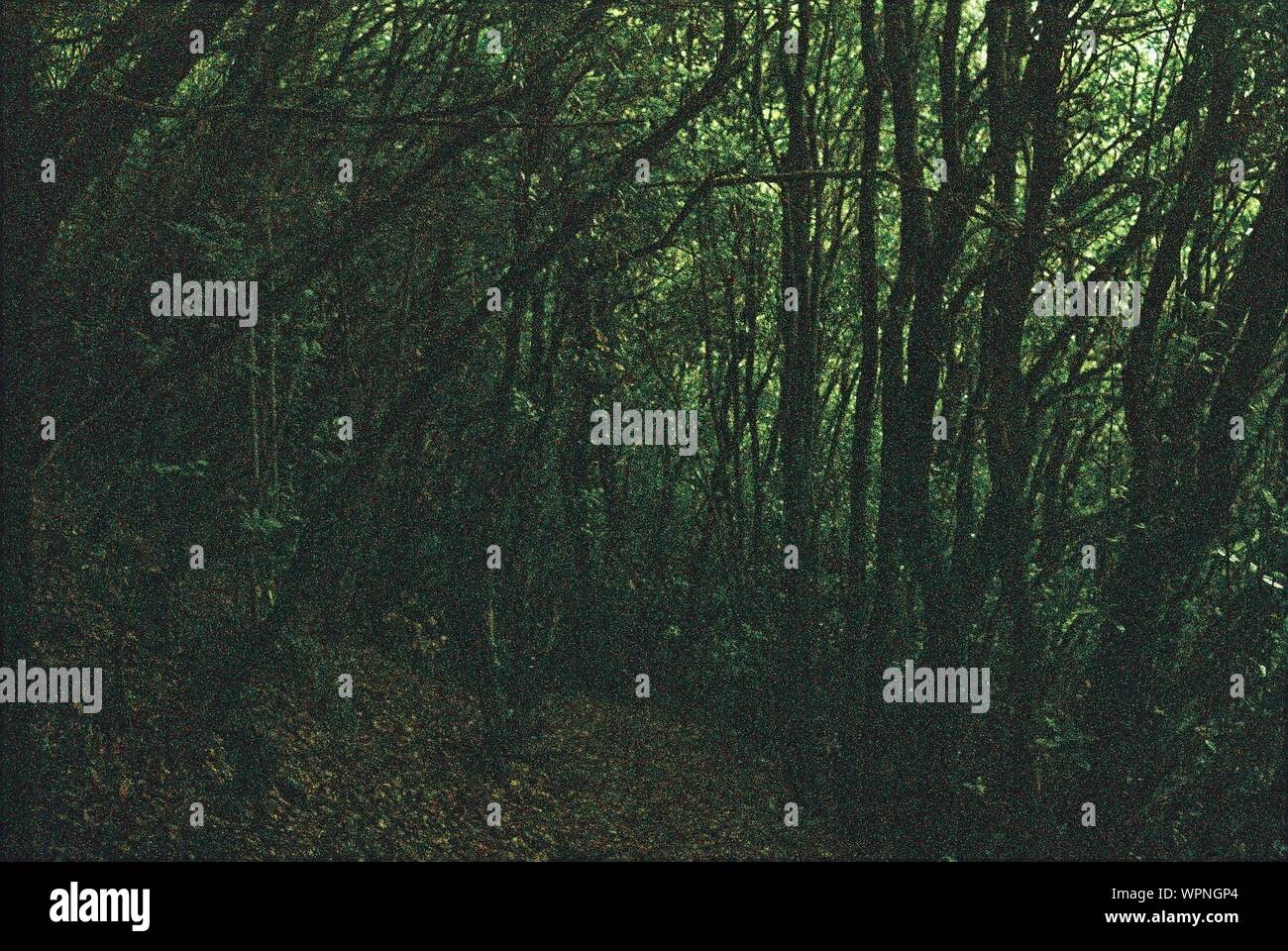 Inside of the forest hi-res stock photography and images - Alamy