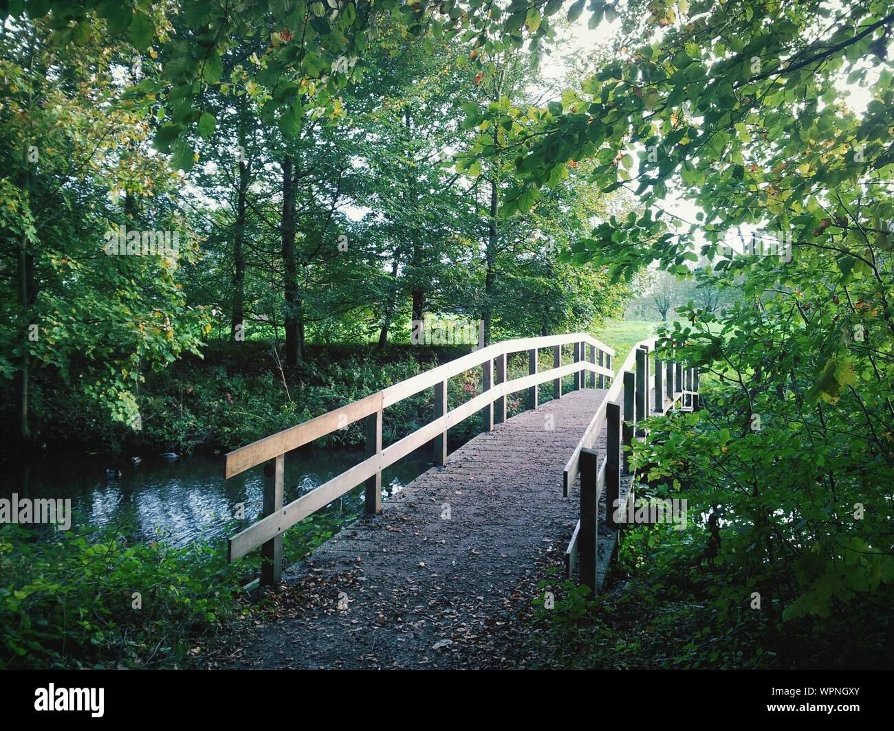 Bridge stream forest hi-res stock photography and images - Alamy