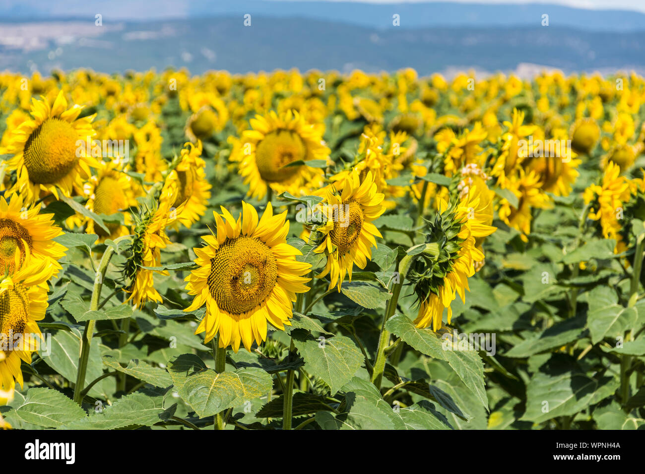 A beautiful field of sunflowers in Spain Stock Photo - Alamy