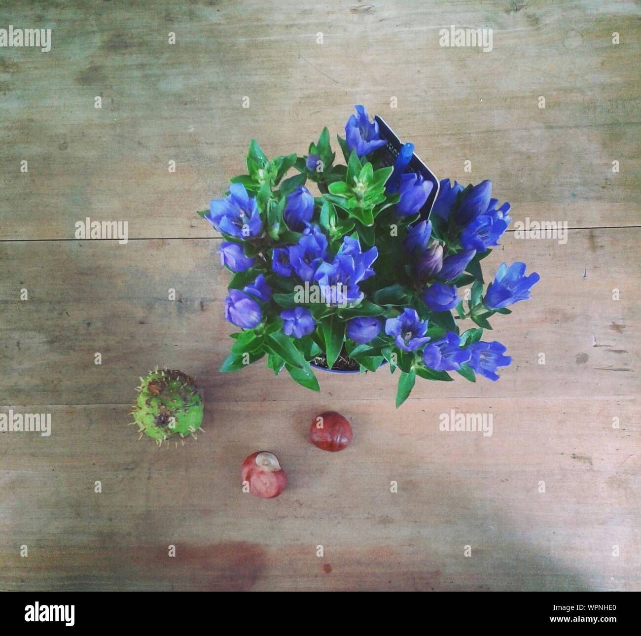 Hazel Plants High Resolution Stock Photography and Images - Alamy