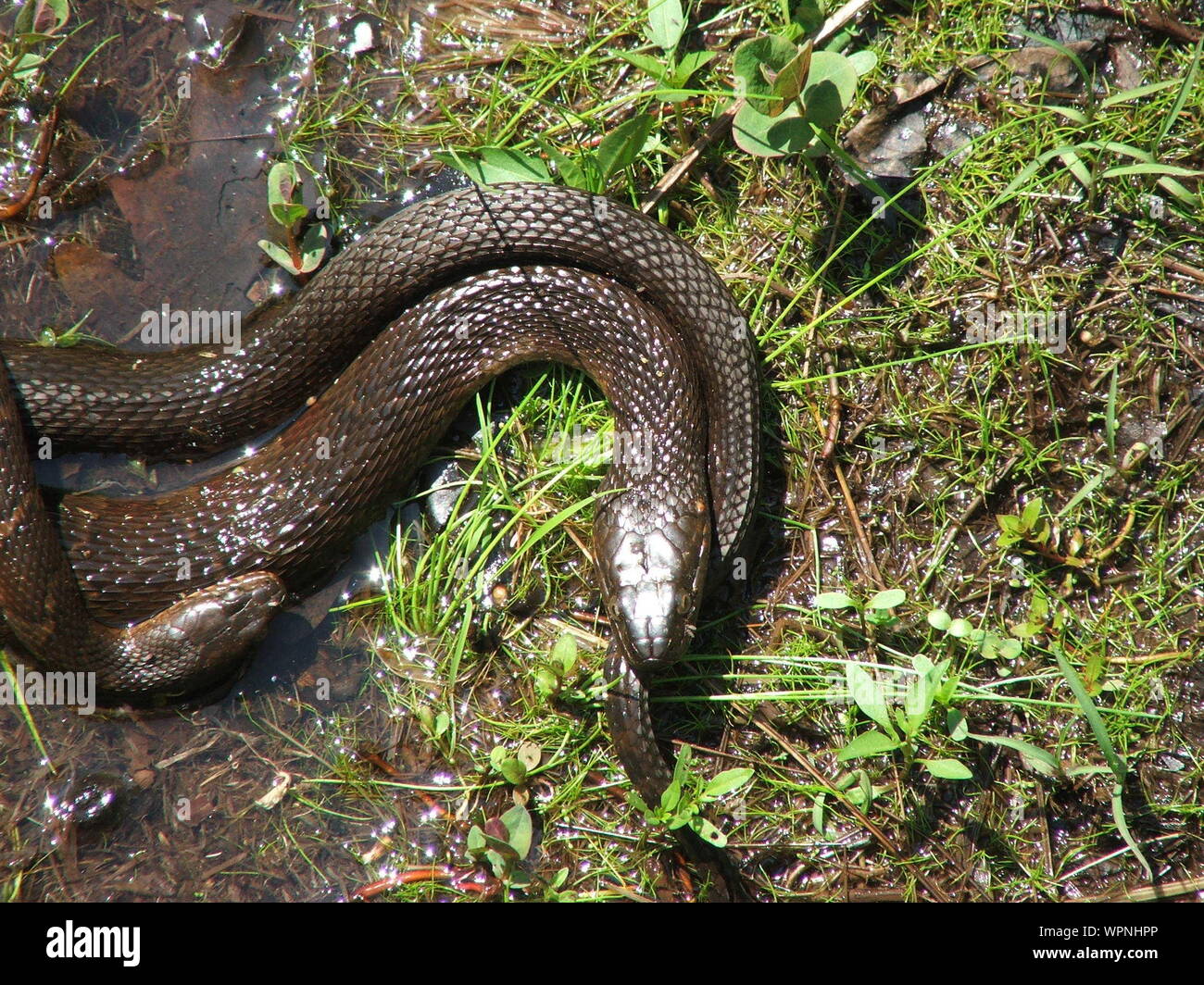 Ground snakes hi-res stock photography and images - Alamy