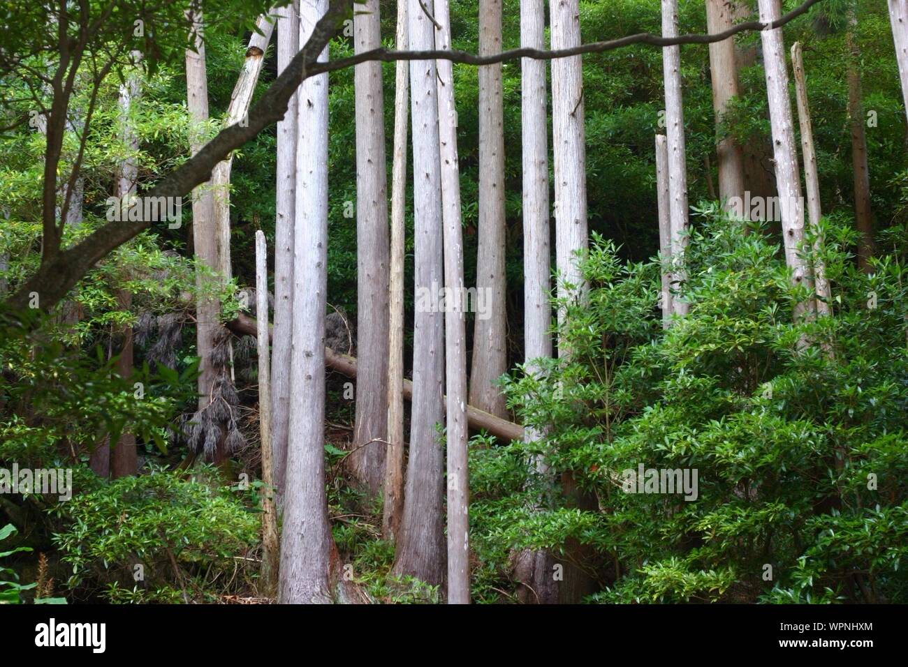 Thin woods hi-res stock photography and images - Alamy