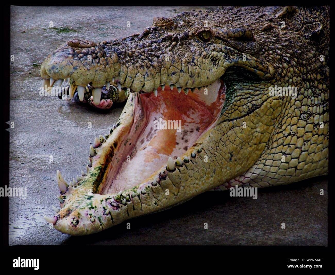 Standing in jaws crocodile hi-res stock photography and images - Alamy