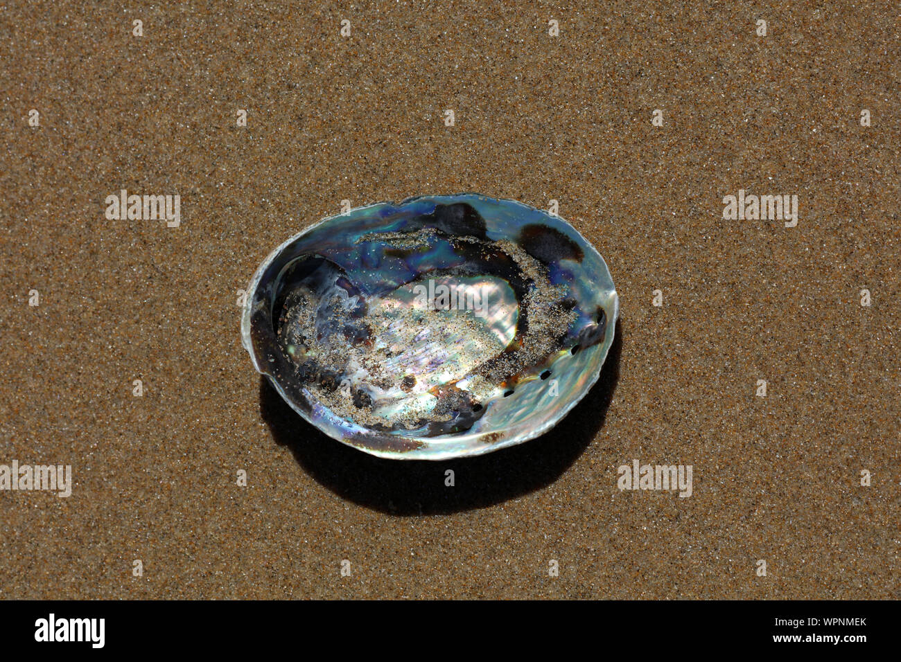 Sand beach with shells Stock Photo - Alamy