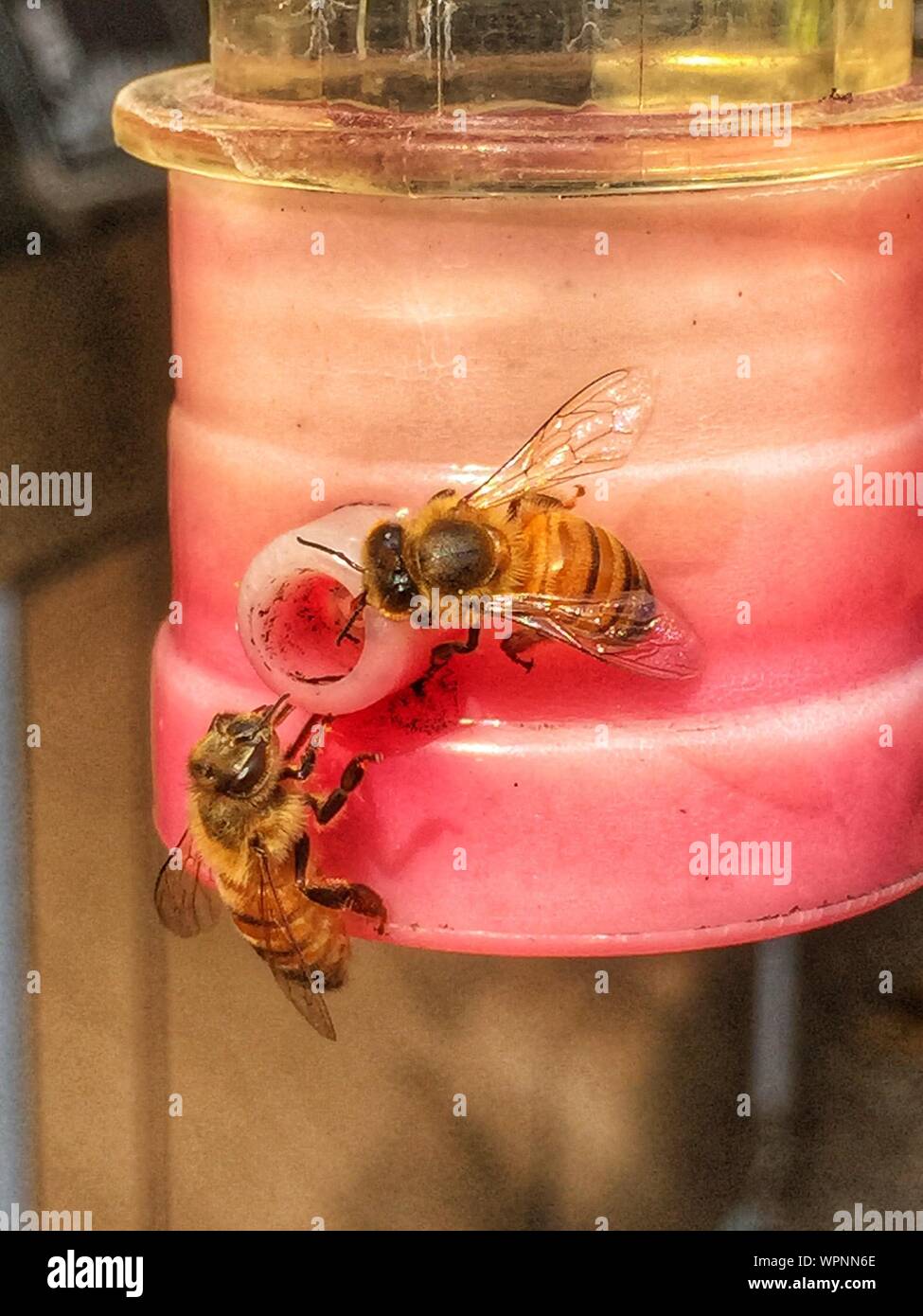 Nectar for bees hi-res stock photography and images - Alamy