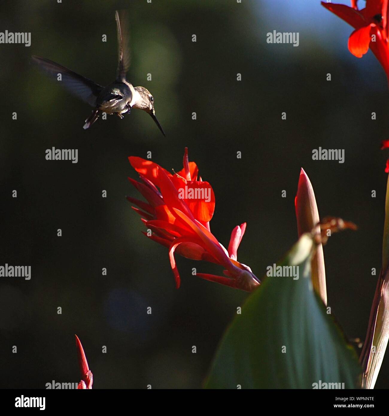 Symbiotic hummingbird hi-res stock photography and images - Alamy