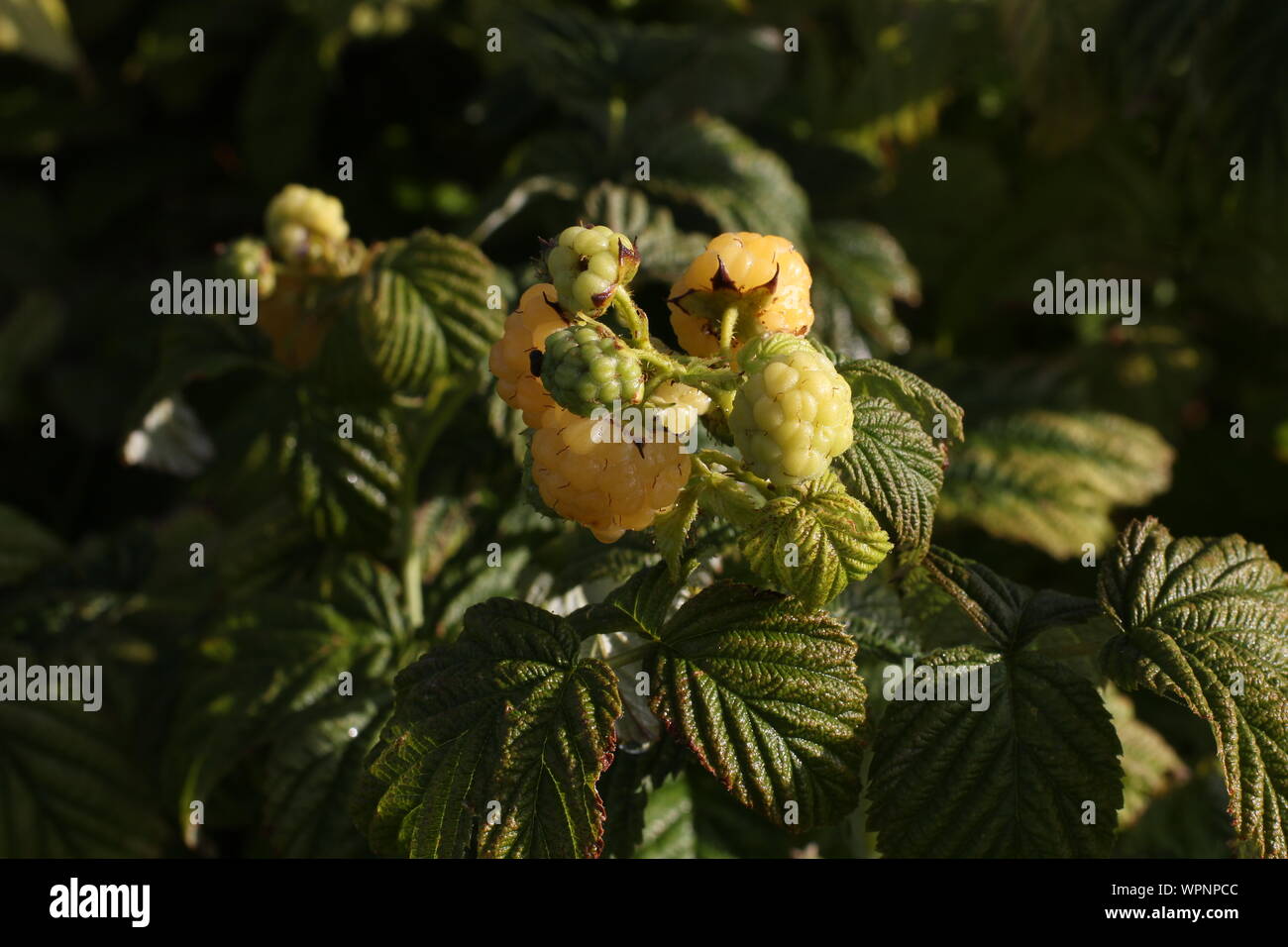 Raspberry all gold plant hi-res stock photography and images - Alamy
