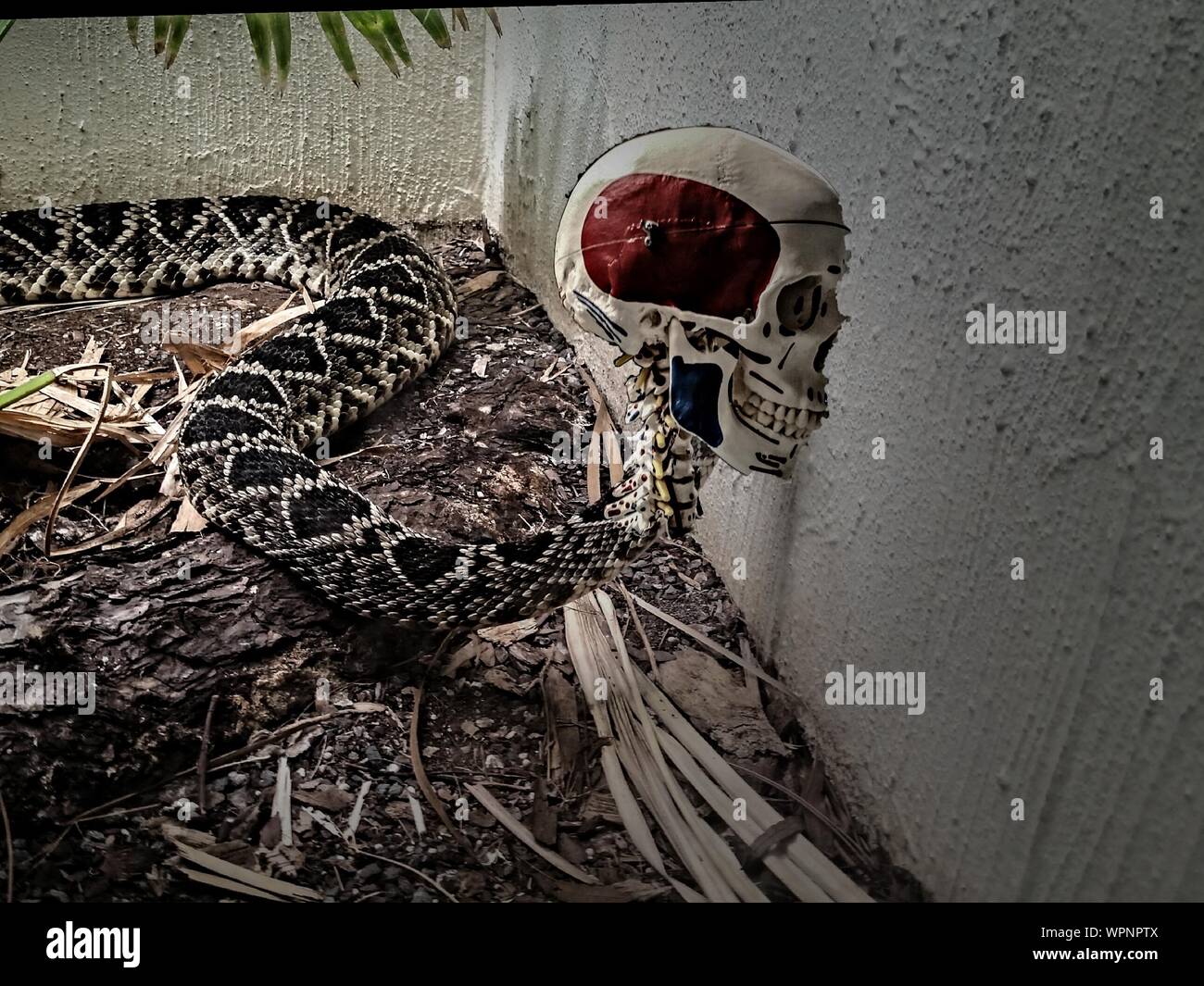 Skull snake hi-res stock photography and images - Alamy