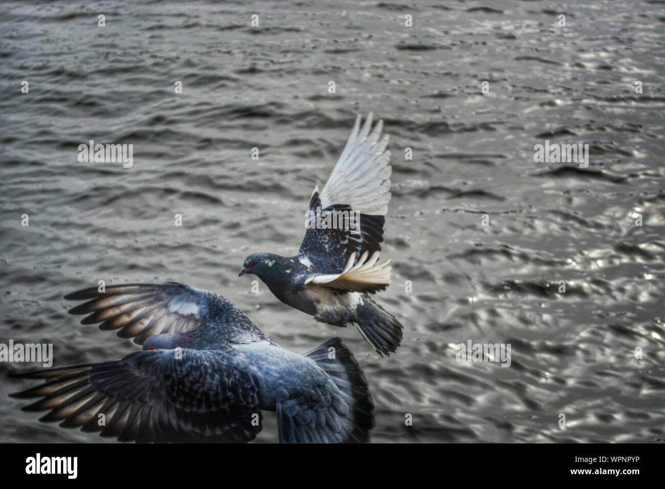 Pigeon flying on sea hi-res stock photography and images - Alamy