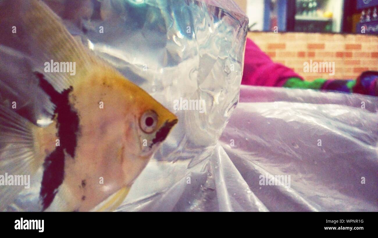 Plastic bag transparent hi-res stock photography and images - Alamy