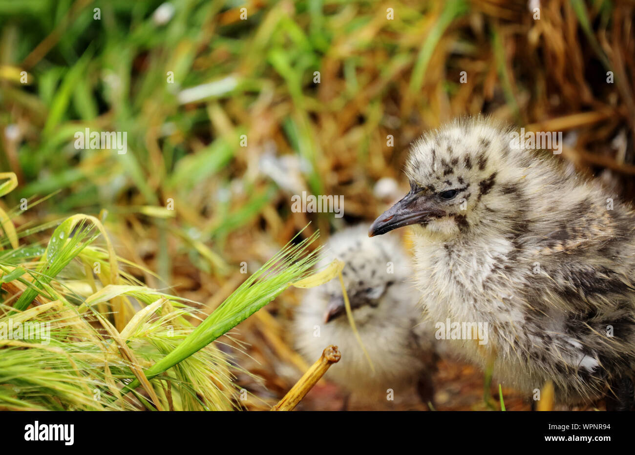 Seagull with infant hi-res stock photography and images - Alamy