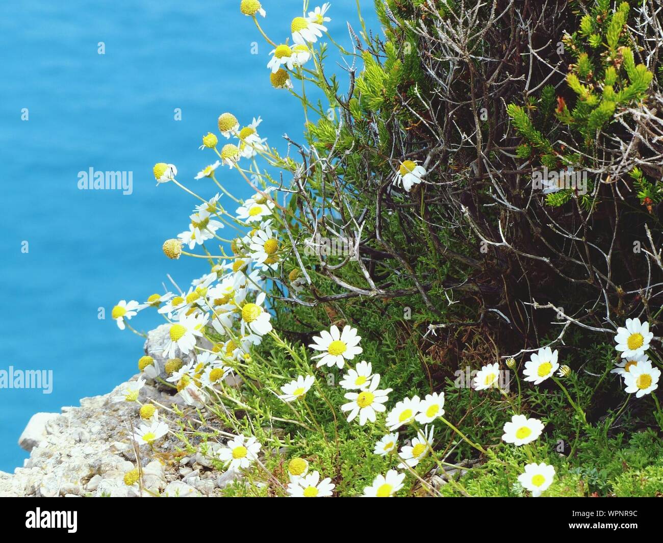 Sea daisies hi-res stock photography and images - Alamy