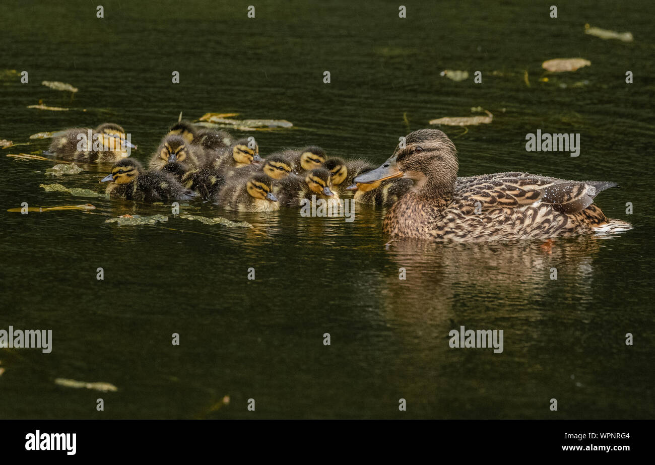 A female mallard with a large brood of ducklings Stock Photo - Alamy