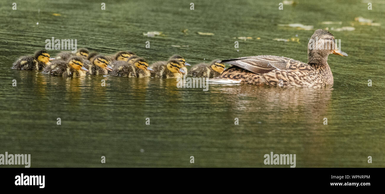 Female mallard duck brood ducklings hi-res stock photography and images - Alamy