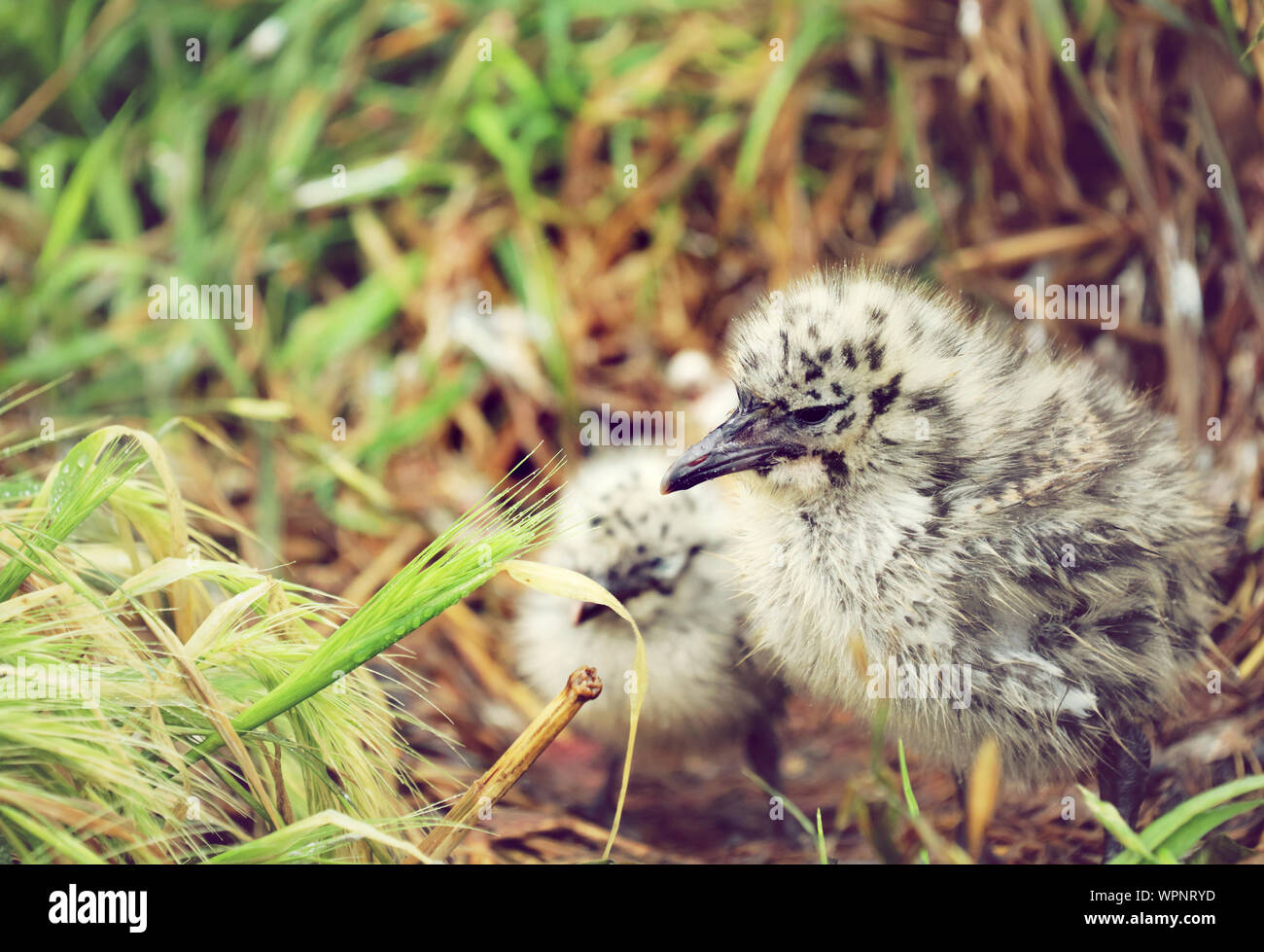 Gull chick in grass hi-res stock photography and images - Alamy